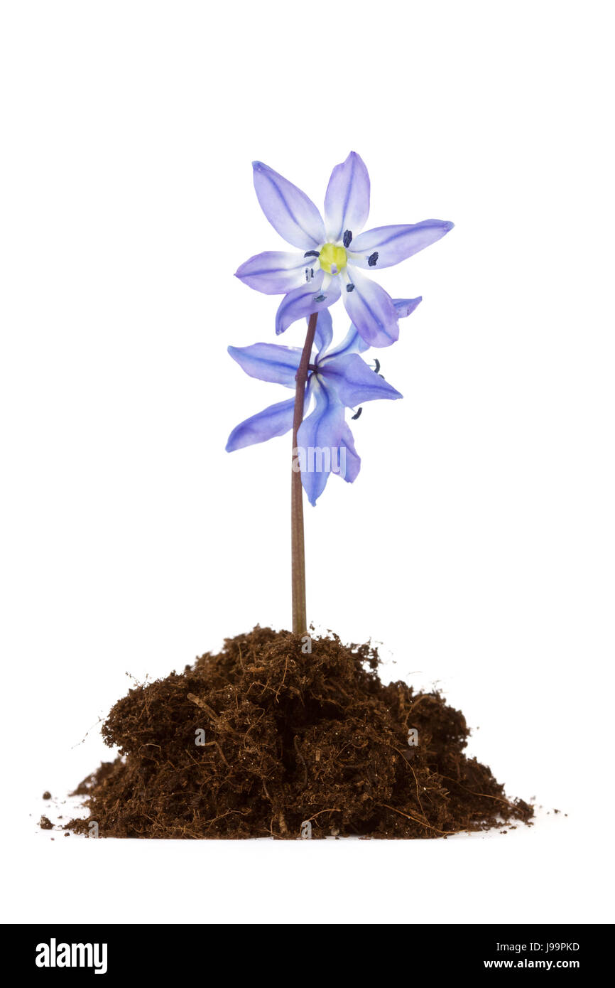 blue, flower, plant, ground, soil, earth, humus, bloom, blossom ...