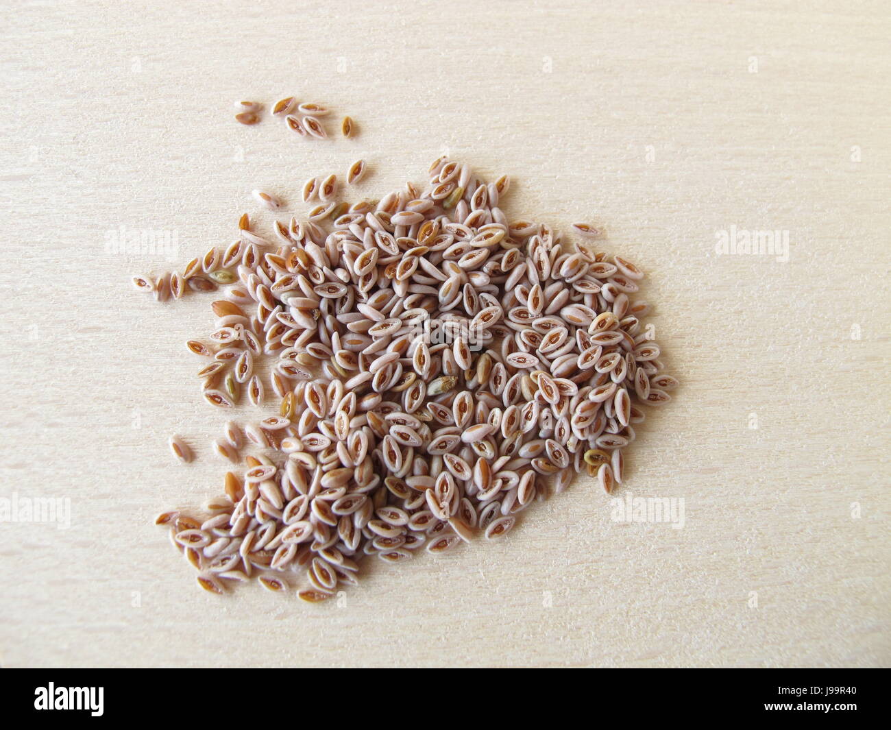 indian psyllium,plantaginis ovatae semen Stock Photo - Alamy