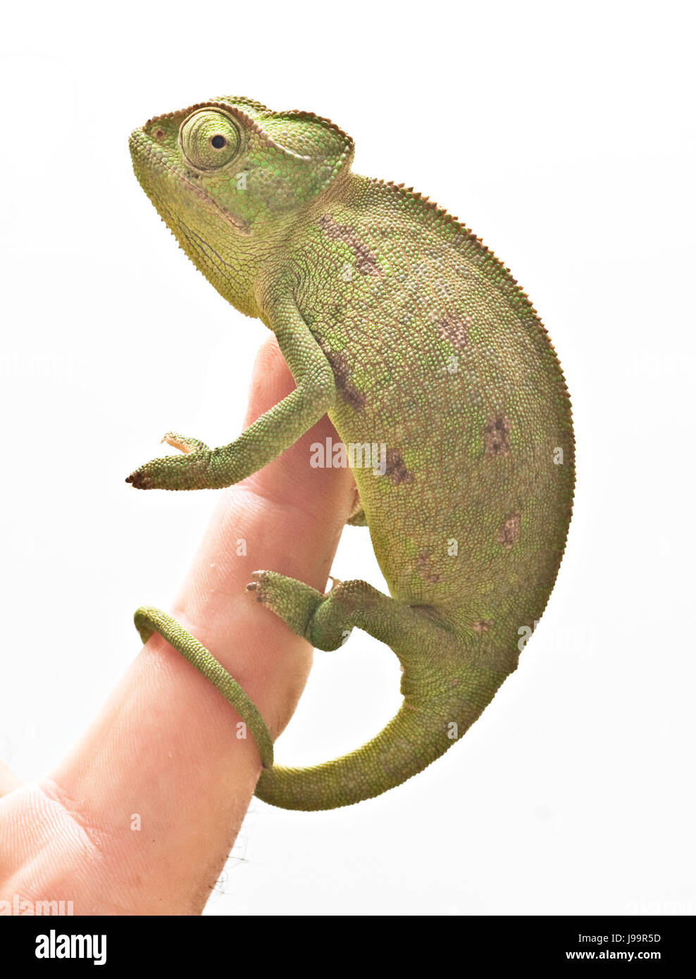 finger, isolated, closeup, animal, reptile, chameleon, limb, common ...