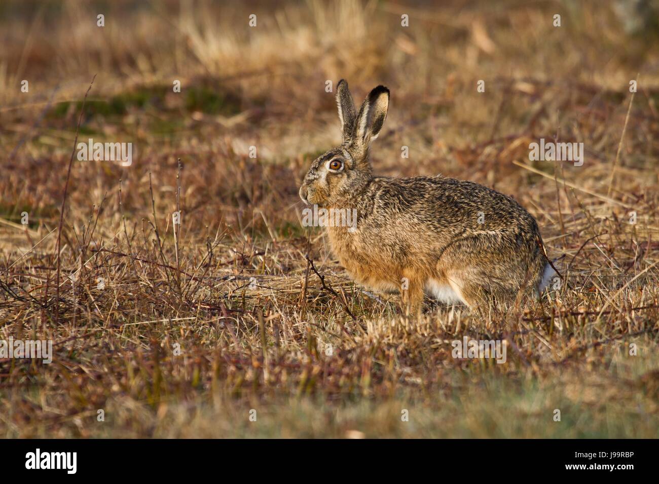 field, spring, hare, acre, escape, grain, cereal, animal, mammal ...