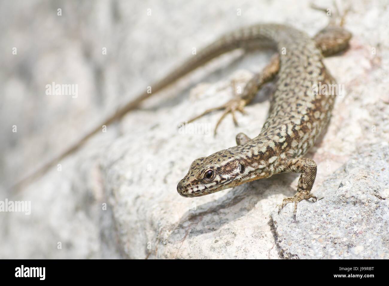 lizard, amphibians, types, lizards, mountain, vouch for, castles ...