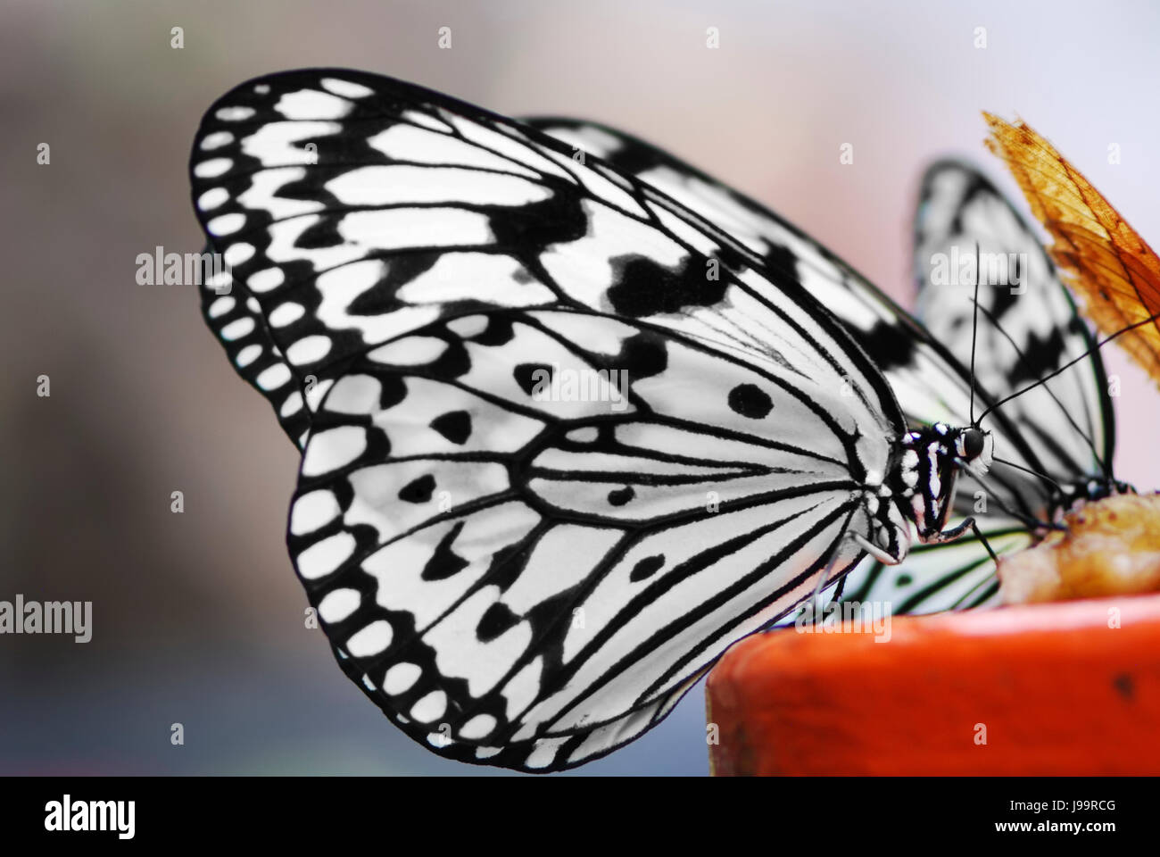 animal, insect, butterfly, wing, antenna, macro, close-up, macro ...
