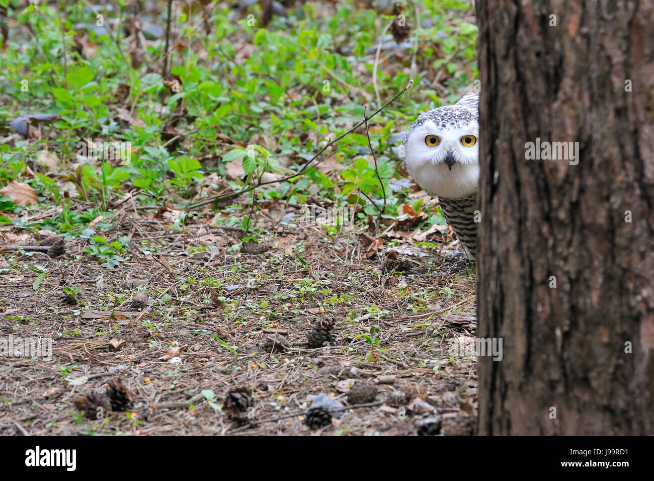 owl, hiding-place, female, watching, observe, watch, female, animal ...