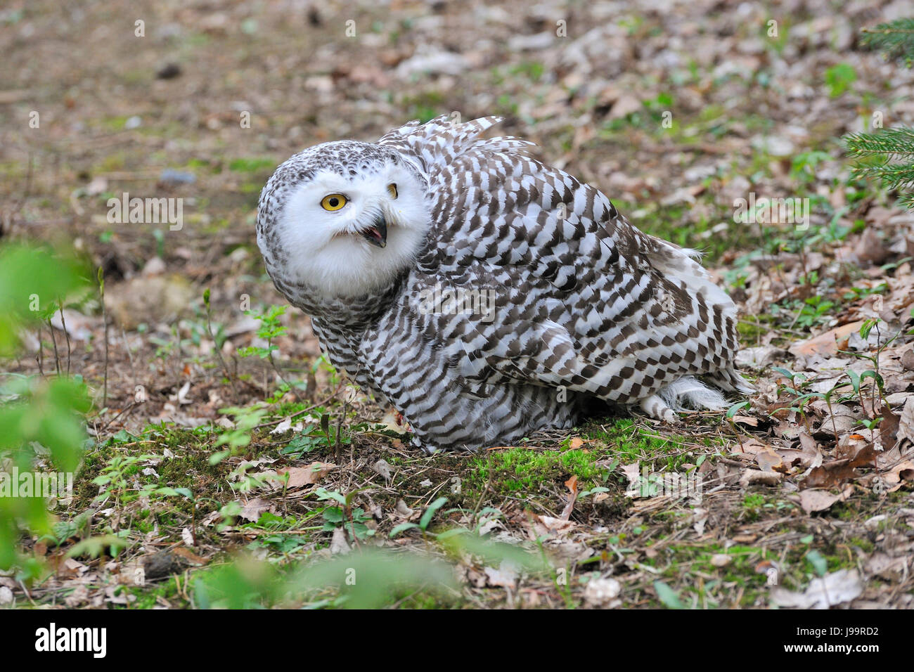 young animal, owl, female, watching, observe, watch, female, animal ...