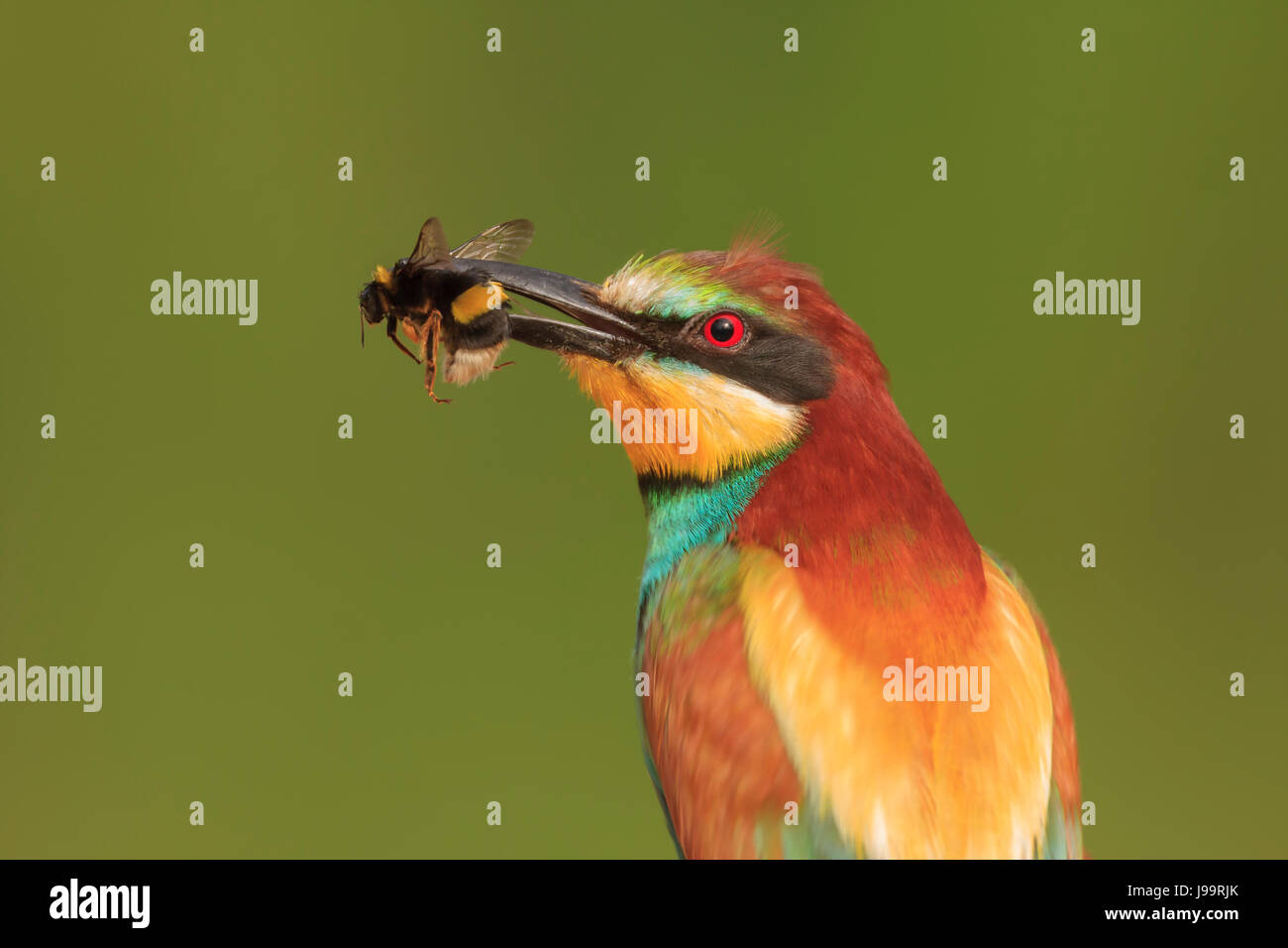 The European bee-eater (Merops apiaster) with bee on its beak Stock ...