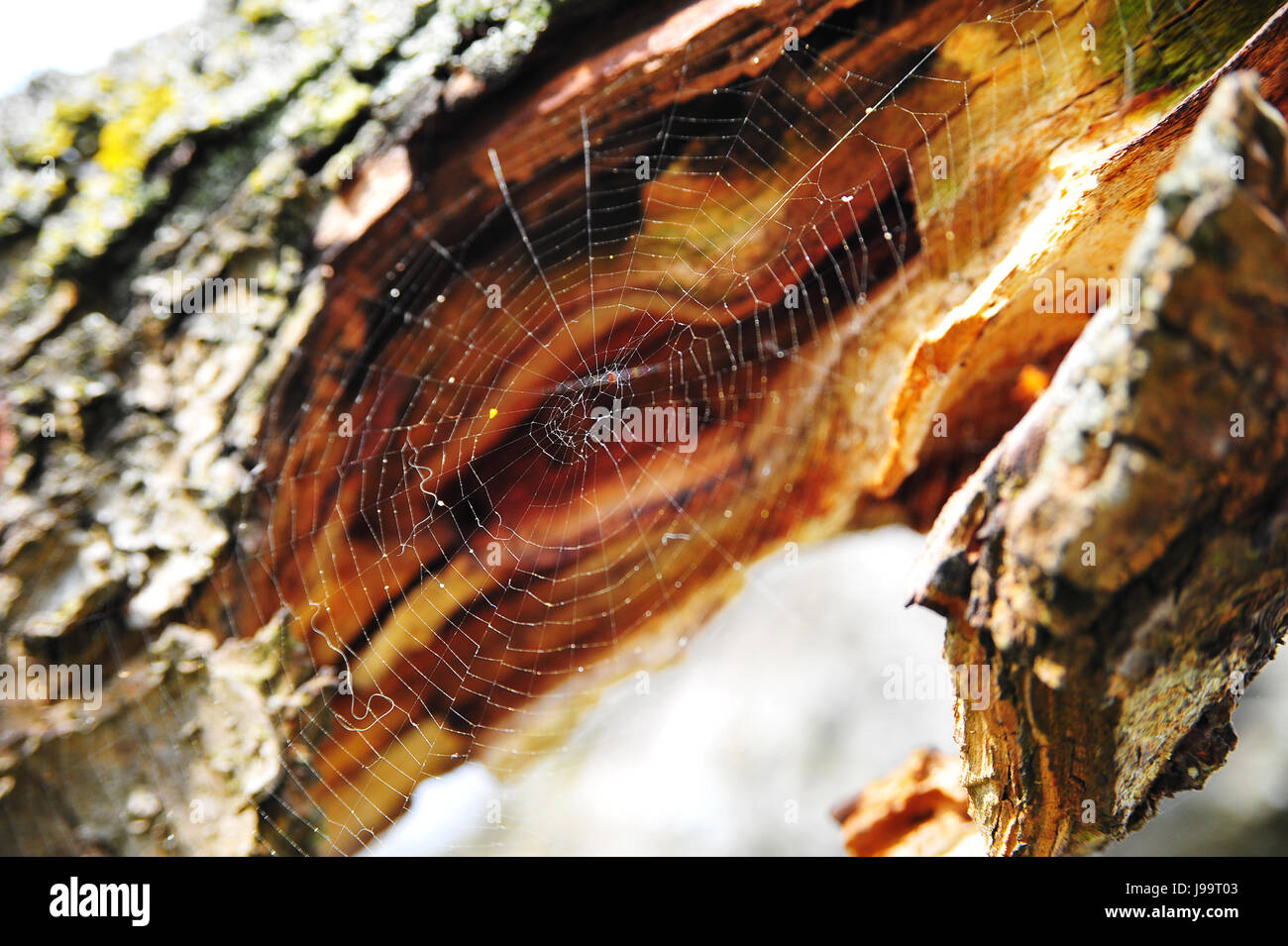 tree, wood, bark, filigree, cobweb, design, shaping, formation, shape ...