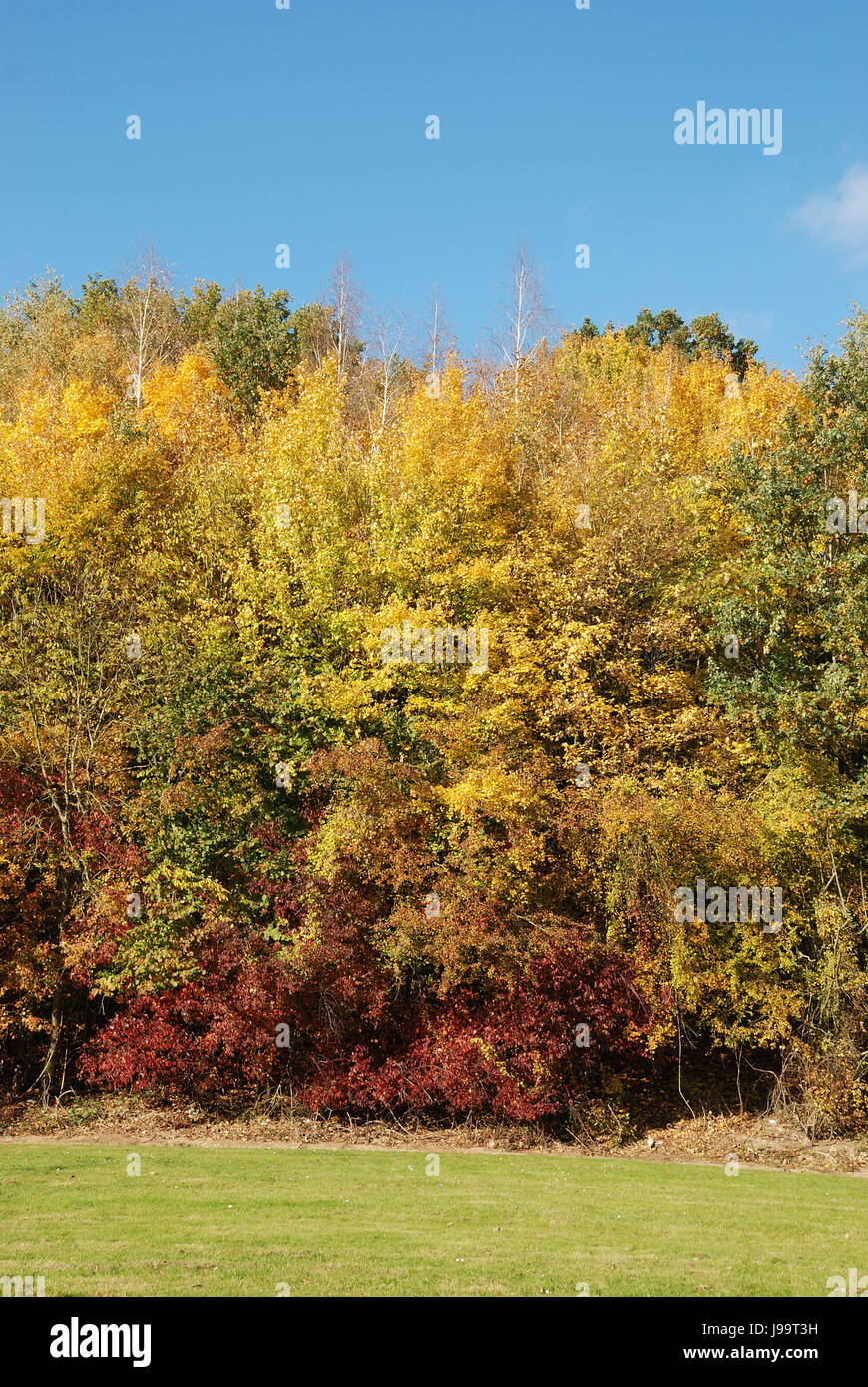 colour, tree, season, color, woodland, colors, colours, forest, leaves ...