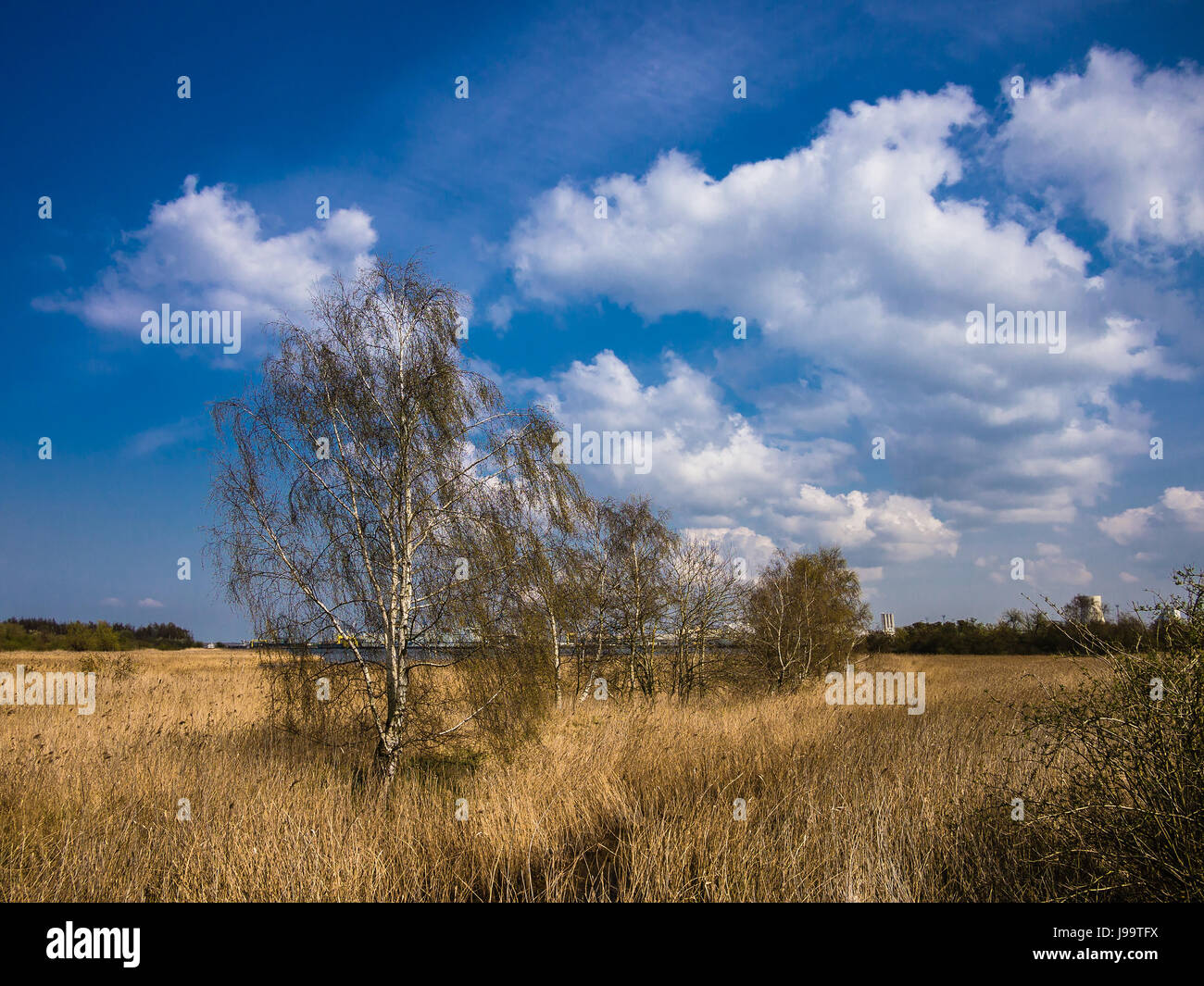 blue, tree, trees, reed, firmament, sky, scenery, countryside, nature ...