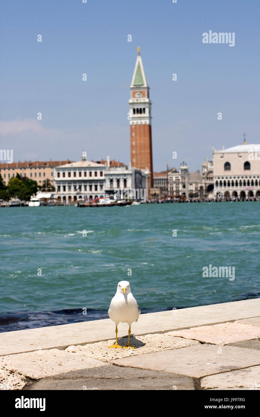 bird, venice, pier, salt water, sea, ocean, water, seagull, gull, bird ...