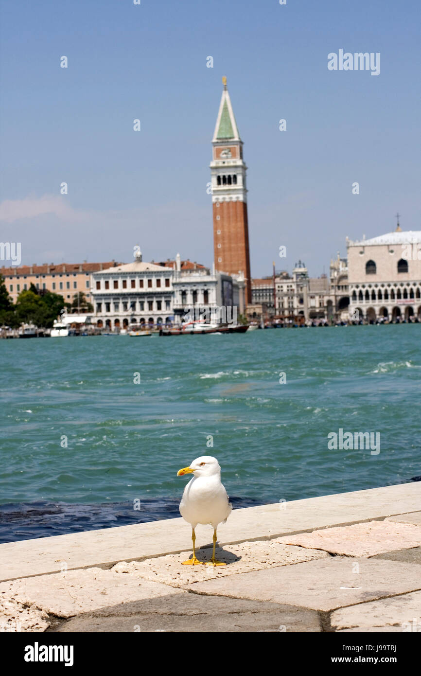 tourism, venice, pier, italy, seagull, gull, bird, tourism, venice ...