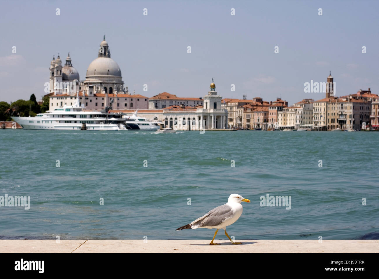 tourism, venice, pier, italy, seagull, gull, bird, tourism, venice ...