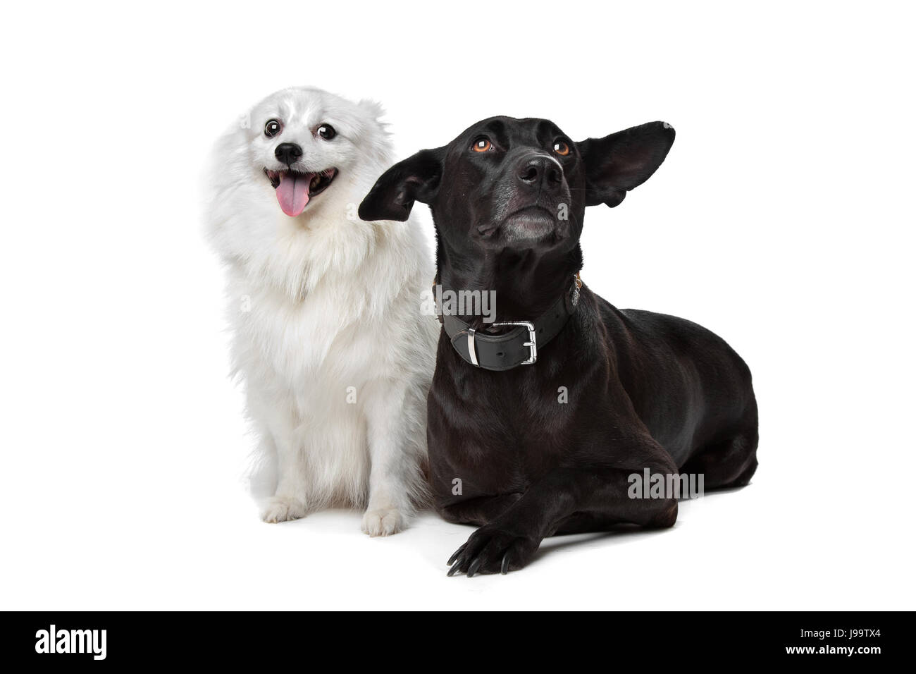 pet, pets, dog, mammals, friends, keeshond, dutch barge dog, black ...