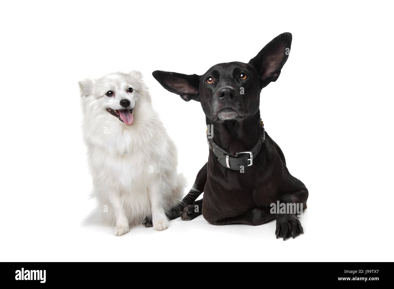 pet, pets, dog, mammals, friends, keeshond, dutch barge dog, black ...