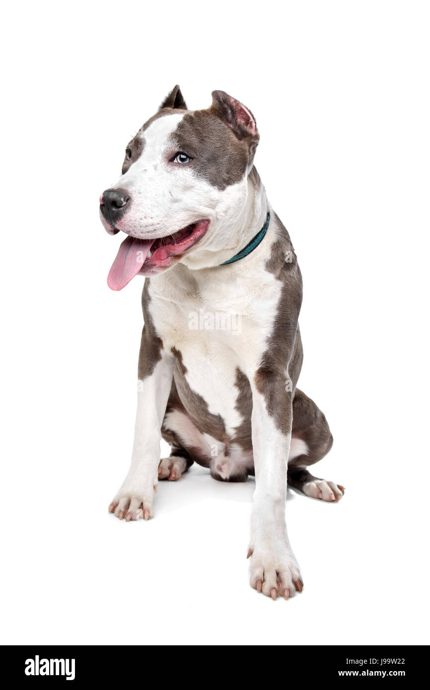 Courageous animal hi-res stock photography and images - Alamy