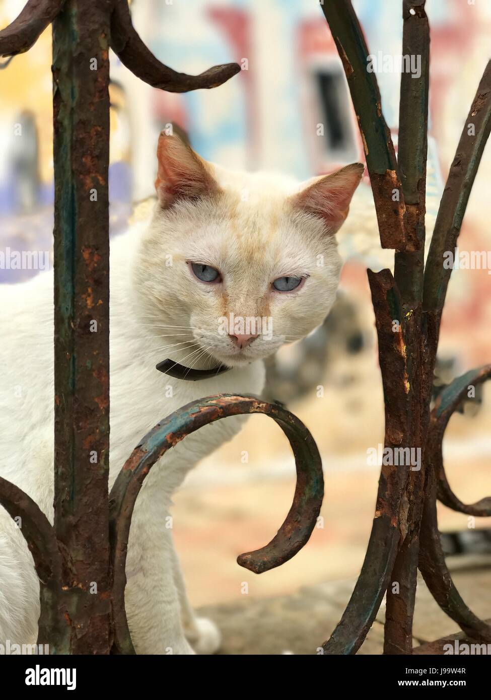 Sad Street Cat Stock Photo - Alamy