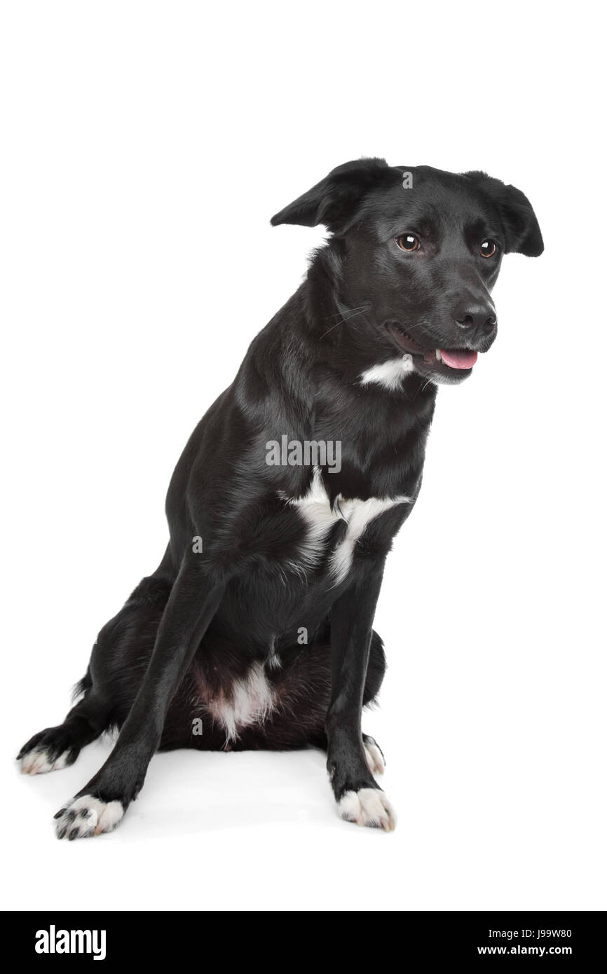 White Lab Border Collie Mix