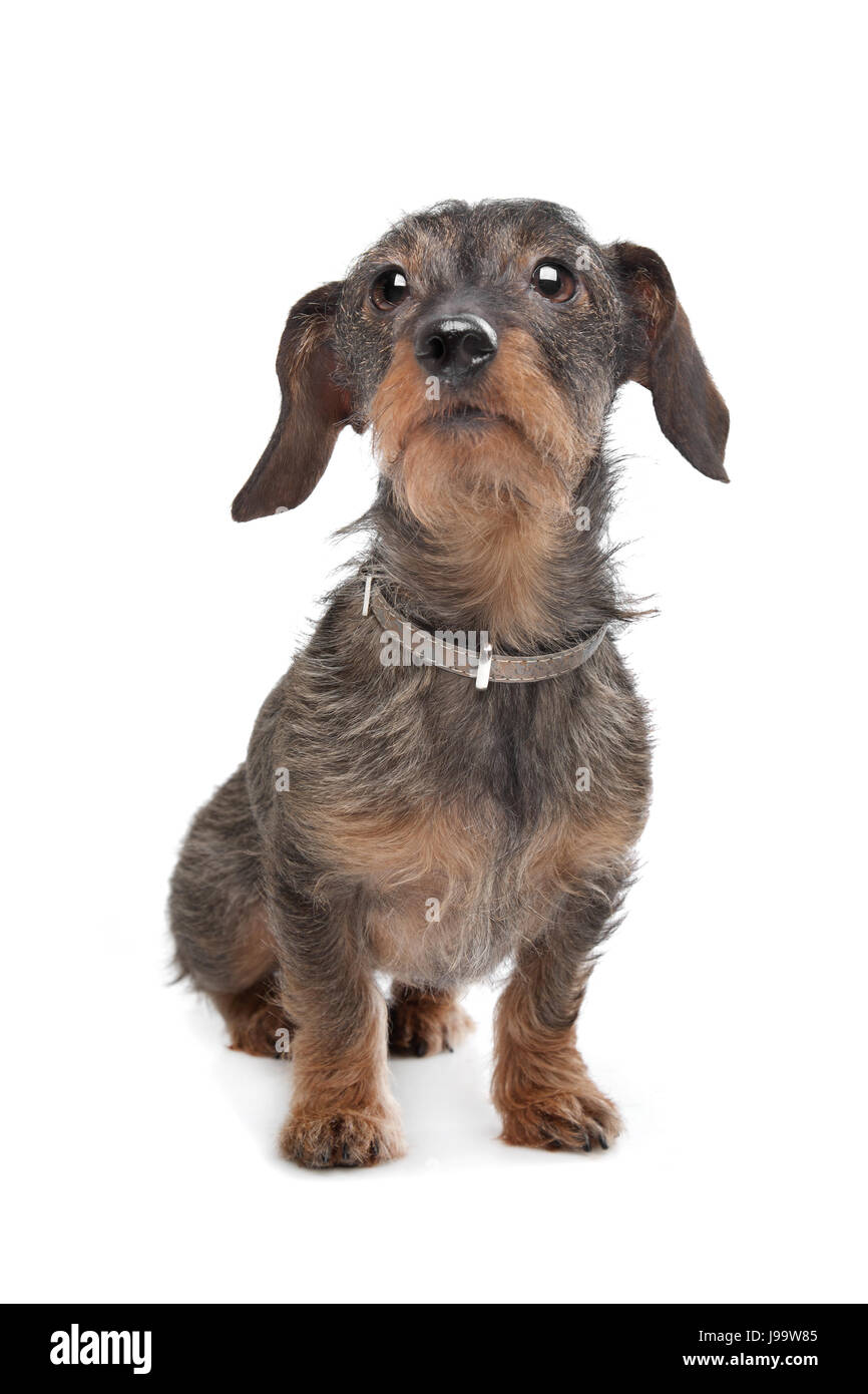 pets, single, animal, pet, mammal, dog, studio, dachshund, miniature ...