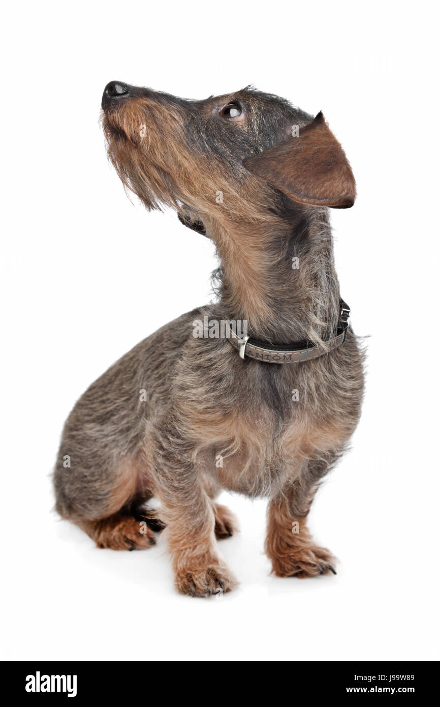 pets, single, animal, pet, mammal, dog, studio, dachshund, miniature ...