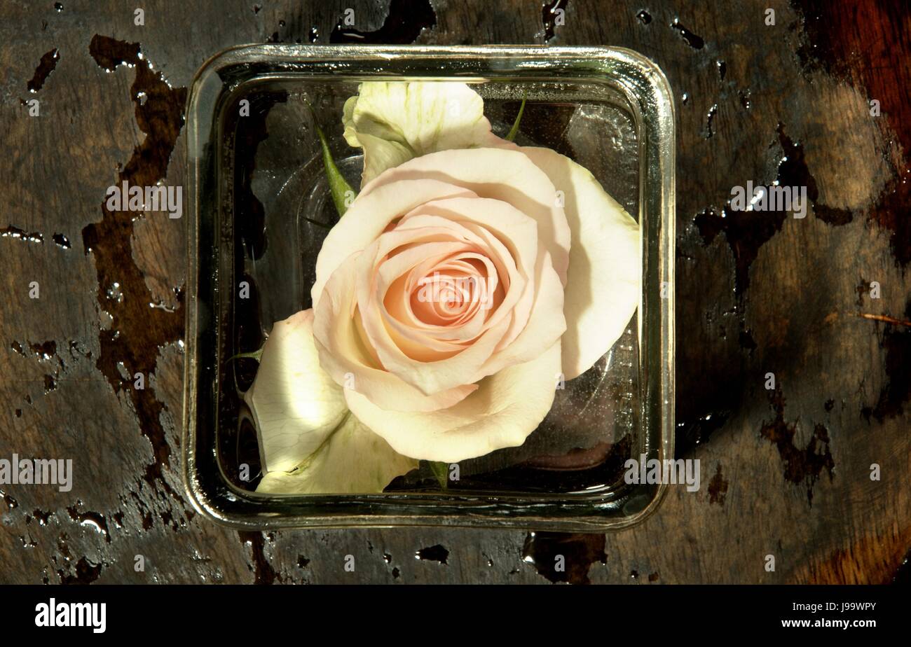 vase with rose from above Stock Photo - Alamy