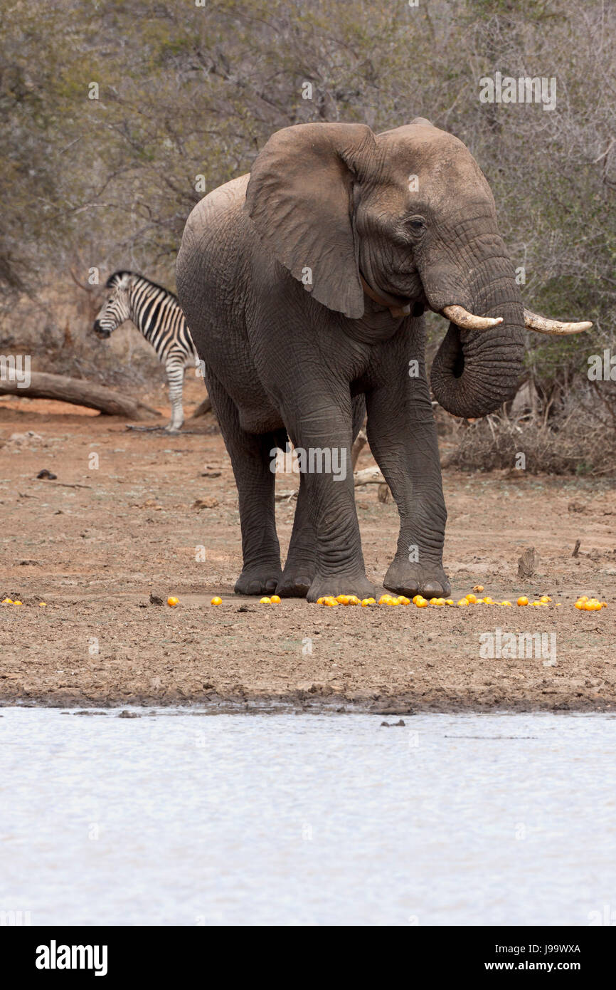 animal, wild, africa, elephant, horizontal, vertical, nature, travel ...