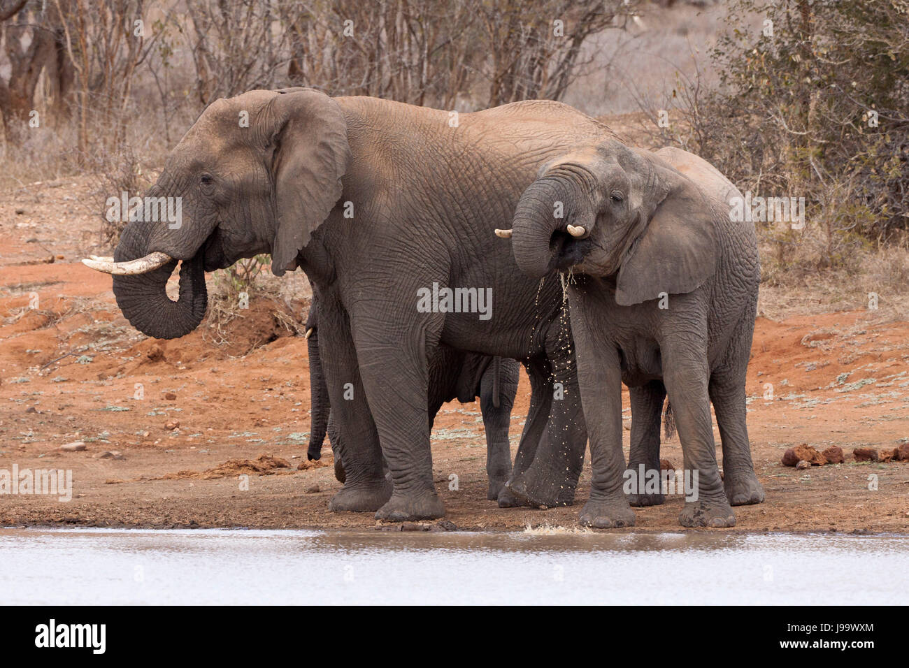 animal, wild, africa, elephant, horizontal, water, nature, travel ...