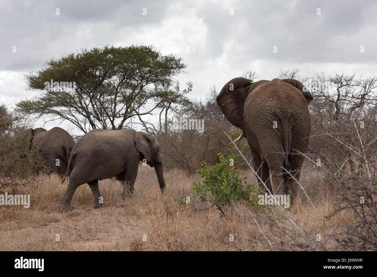 animal, wild, africa, elephant, horizontal, nature, travel, park ...