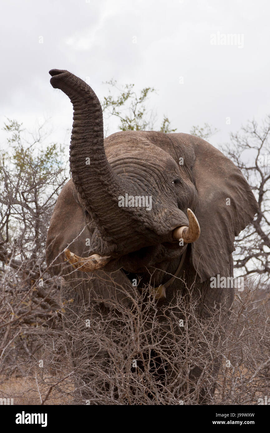 animal, wild, africa, elephant, horizontal, nature, travel, park ...