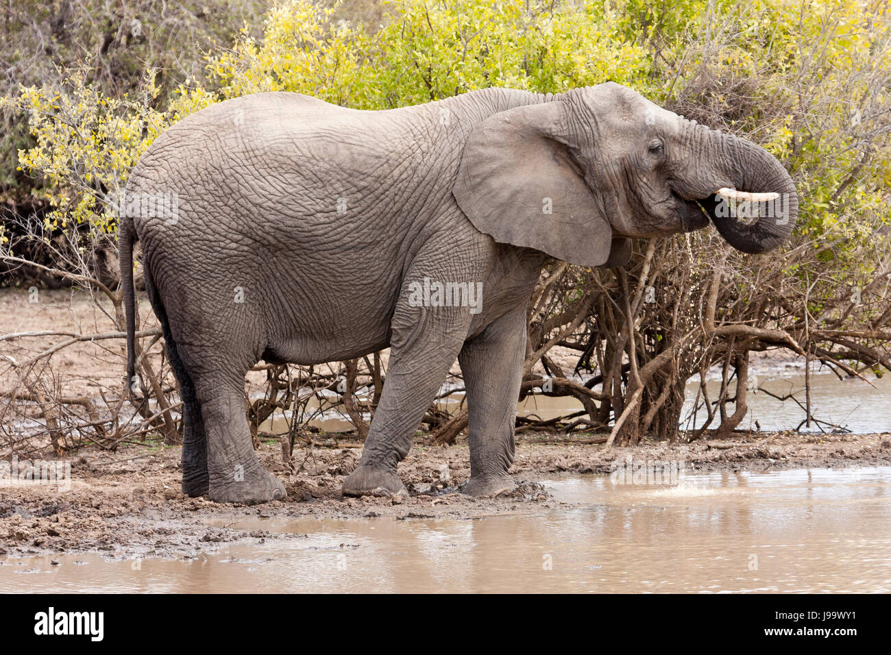 animal, wild, africa, elephant, horizontal, south africa, nature ...