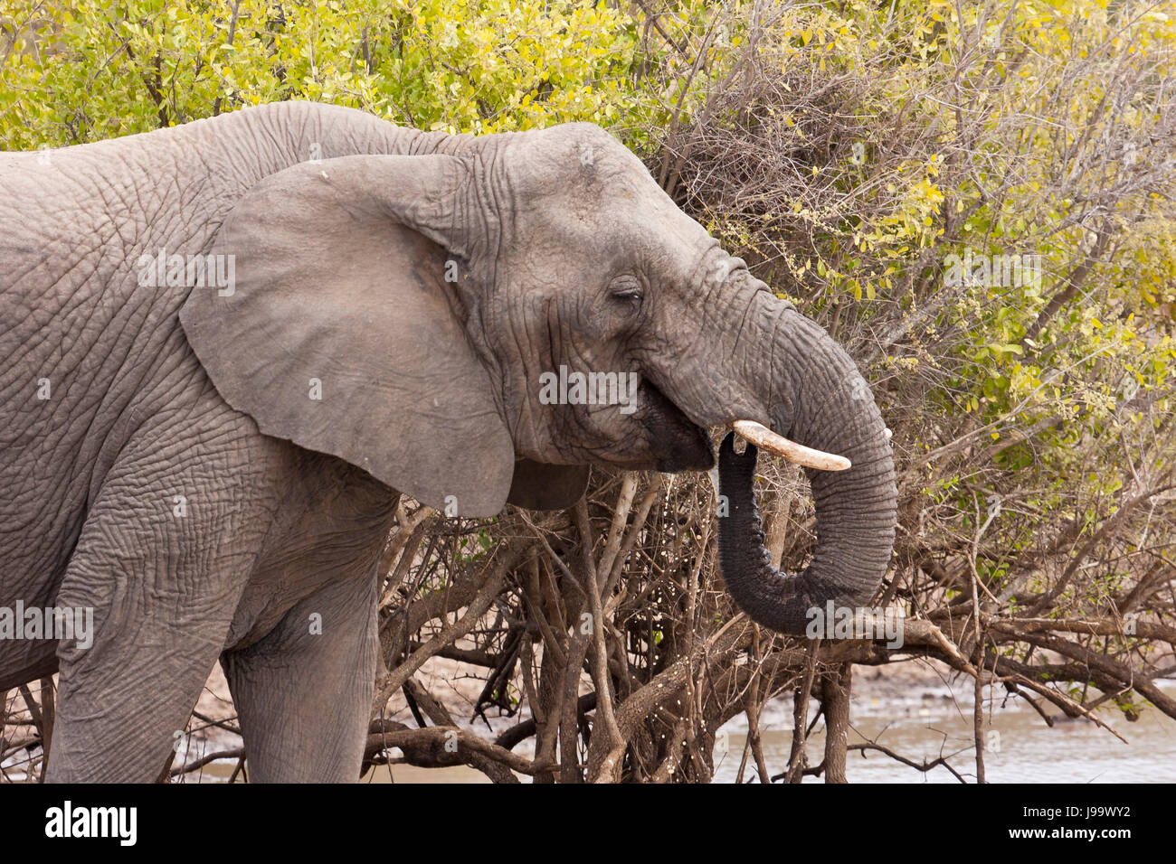 animal, wild, africa, elephant, horizontal, nature, travel, park ...