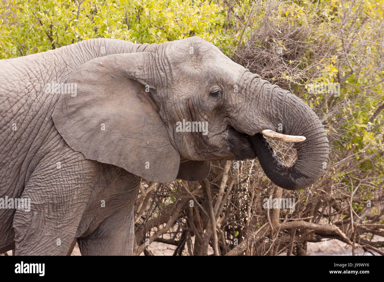 animal, wild, africa, elephant, horizontal, nature, travel, park ...