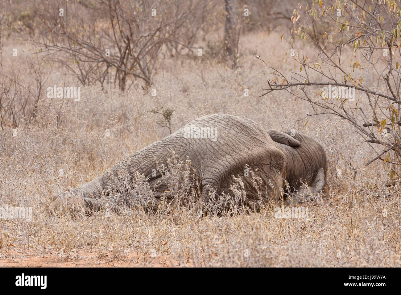 animal, wild, africa, elephant, horizontal, nature, travel, park ...
