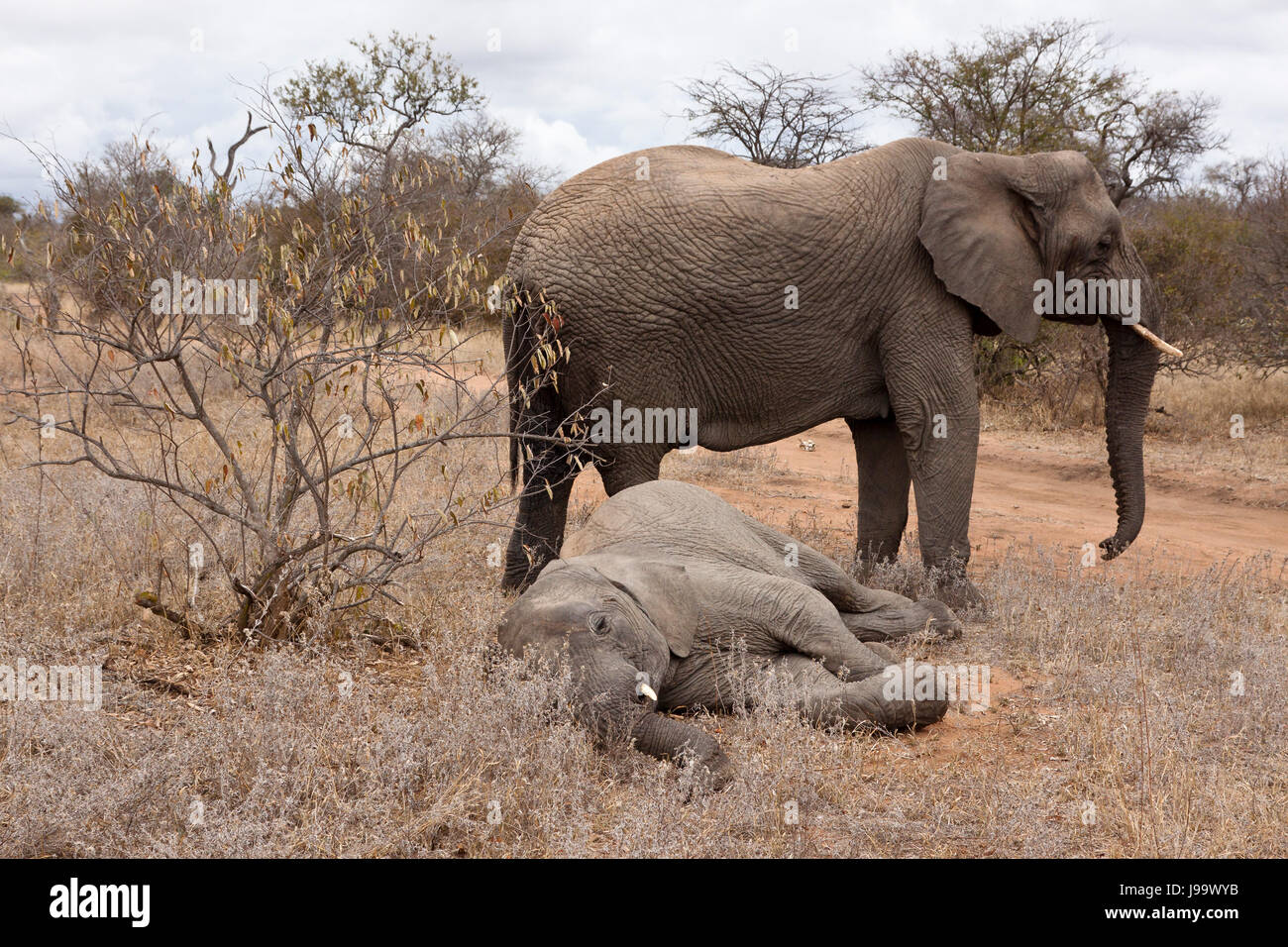 animal, wild, africa, elephant, horizontal, nature, travel, park ...