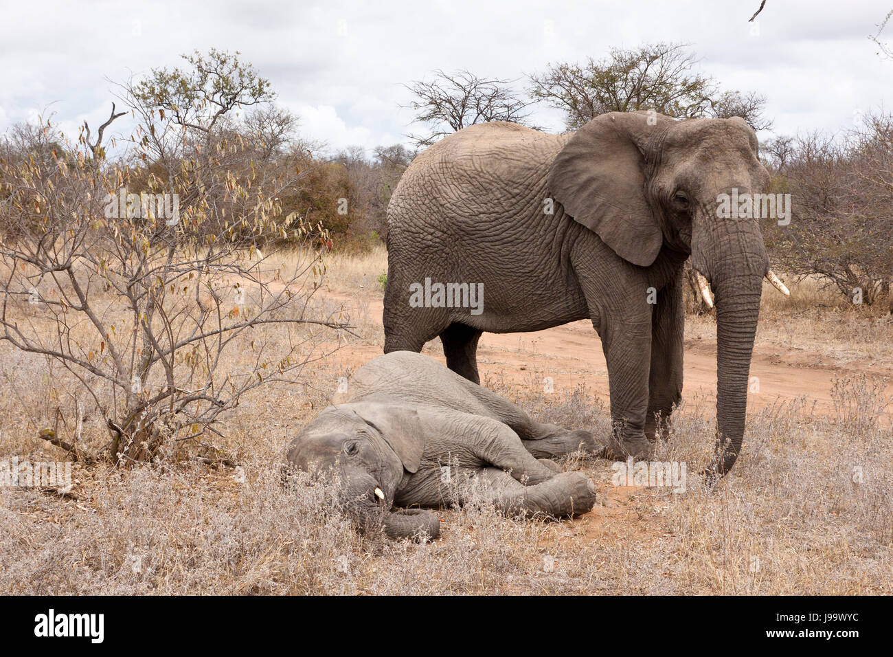 animal, wild, africa, elephant, horizontal, nature, travel, park ...