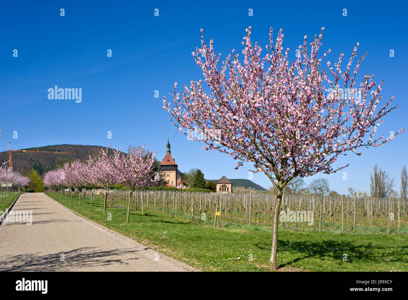 tree, trees, europe, german, pfalz, almond tree, southerly, germany ...