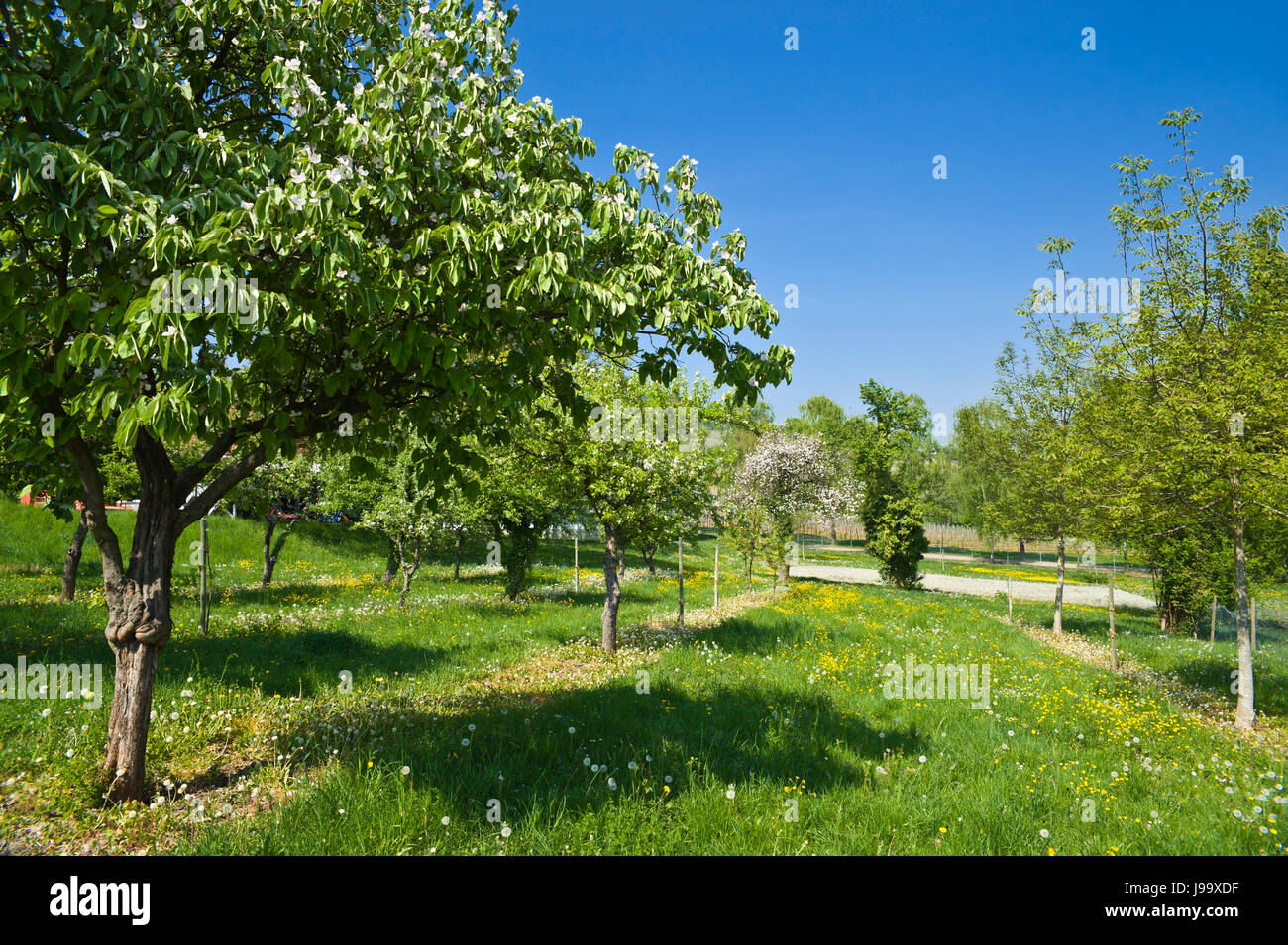 tree, trees, europe, spring, flower meadow, meadows, german, pfalz ...