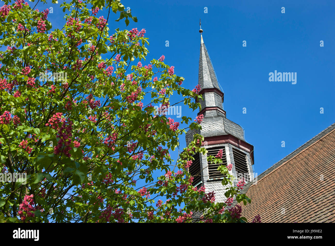 church, tree, trees, europe, steeple, churches, german, pfalz, spire ...