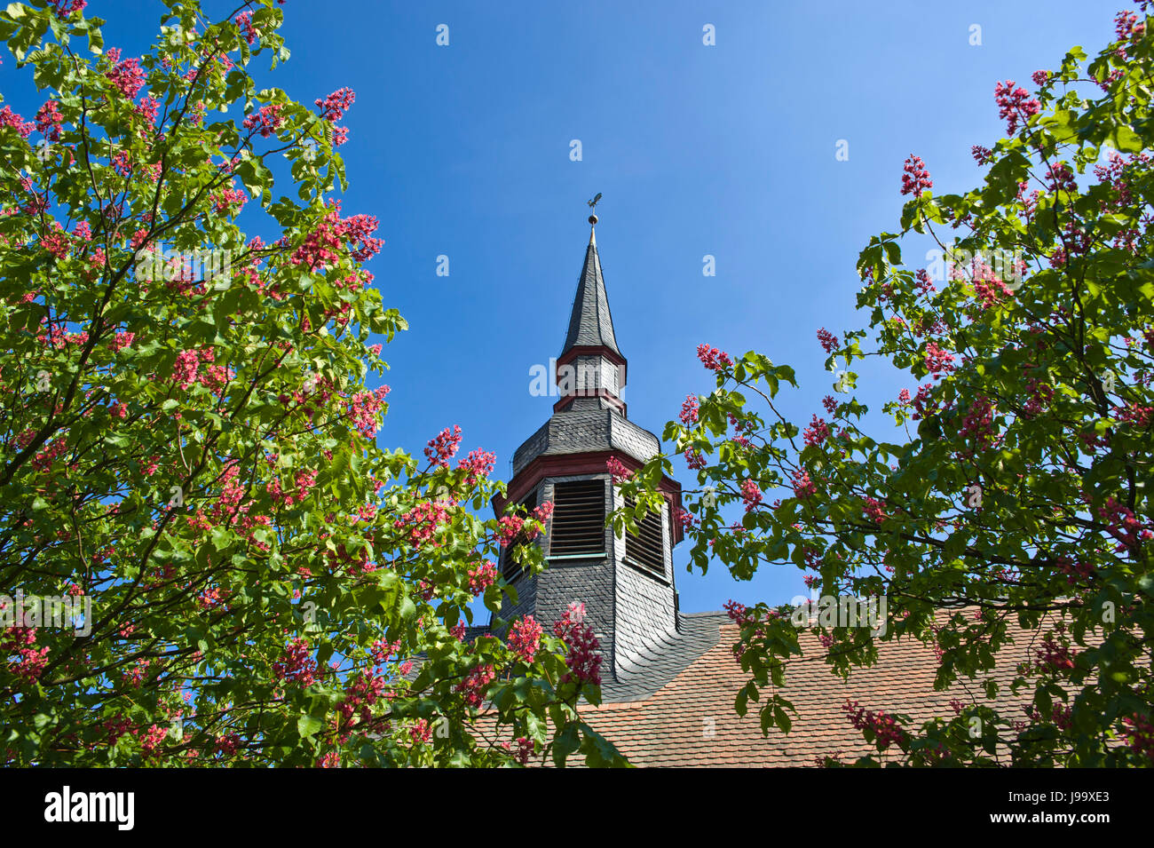 church, tree, trees, europe, steeple, churches, german, pfalz, spire ...