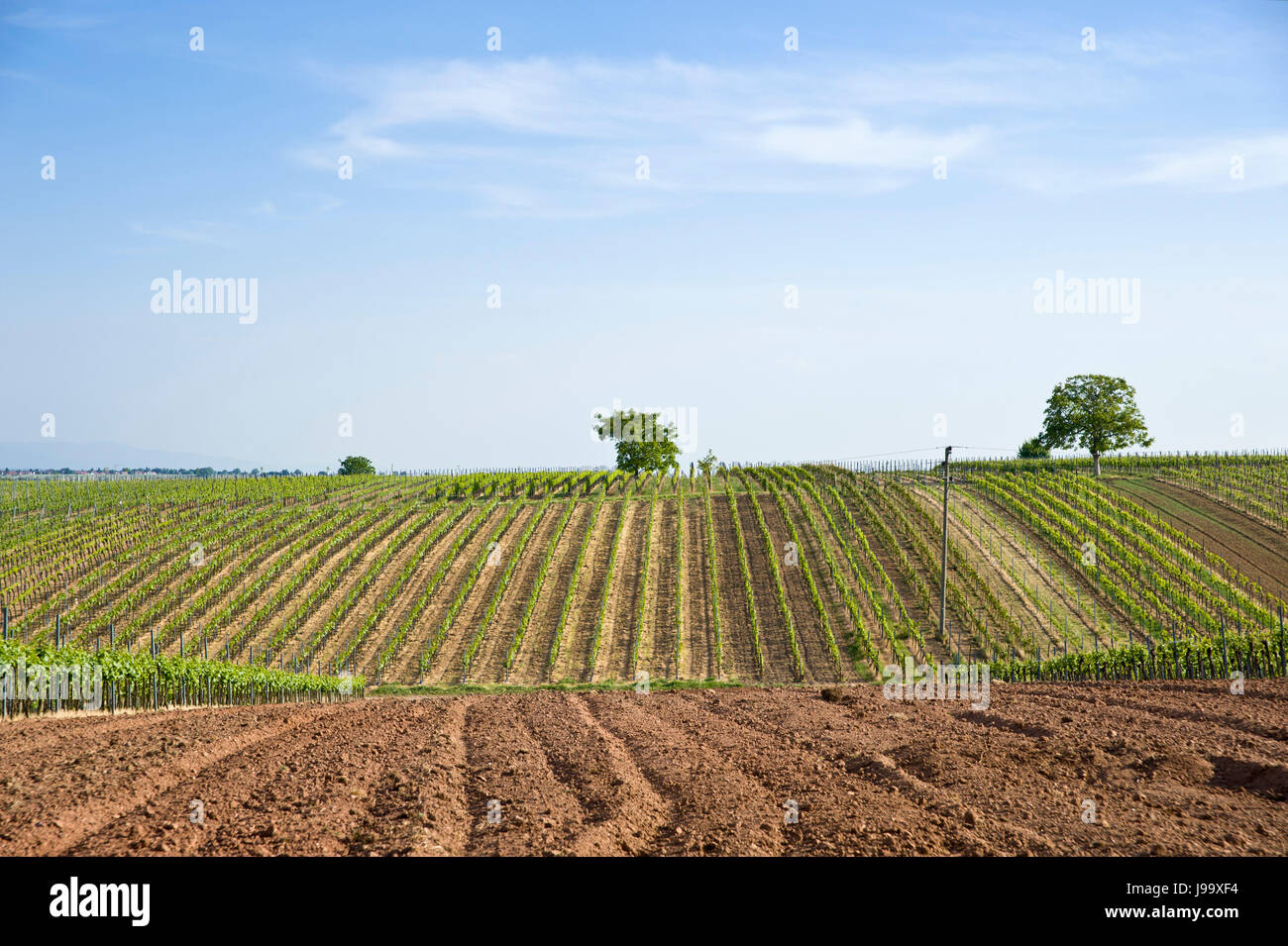 field, vineyards, europe, vineyard, acre, german, pfalz, common grape ...