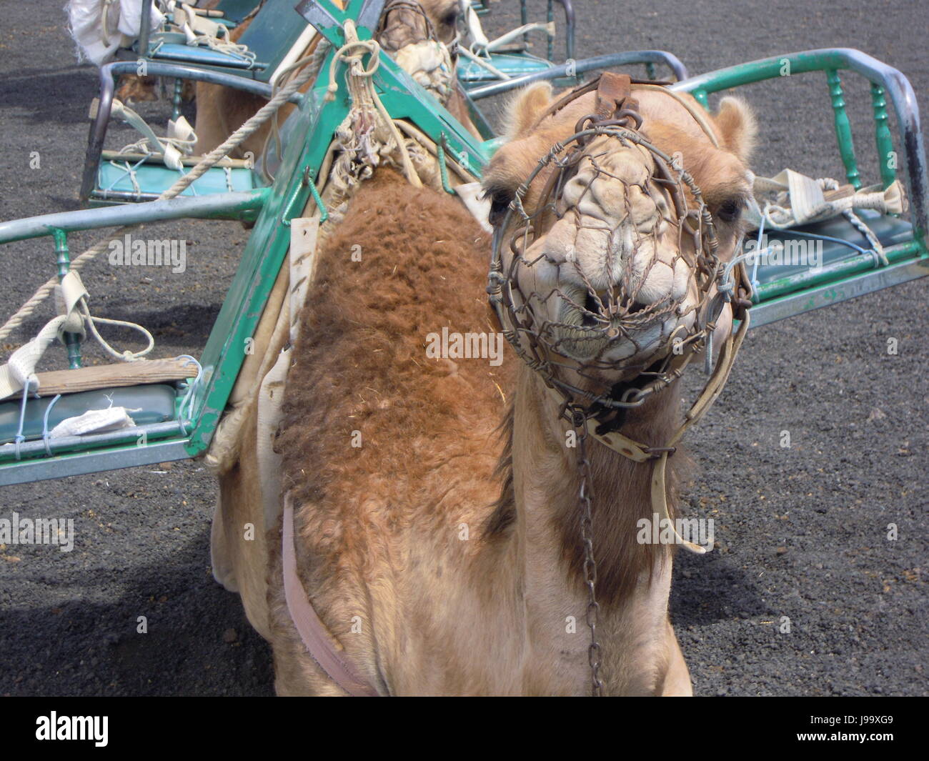 ride, animal, camel, horseriding, nature, ride, animal, animals, camels ...