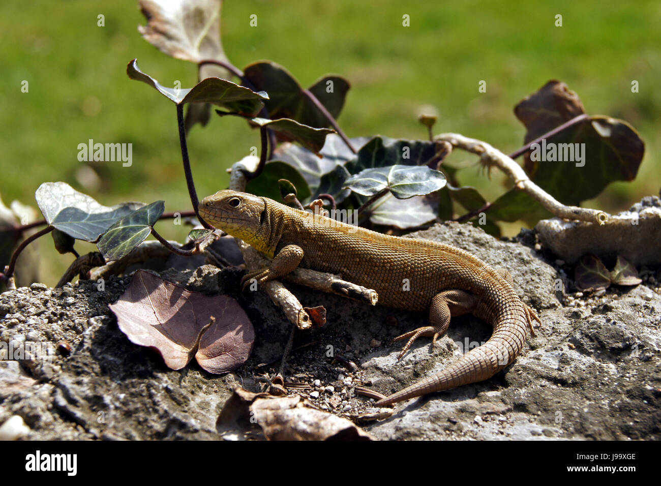 Reptile lizard saurian hovel crawler hi-res stock photography and ...