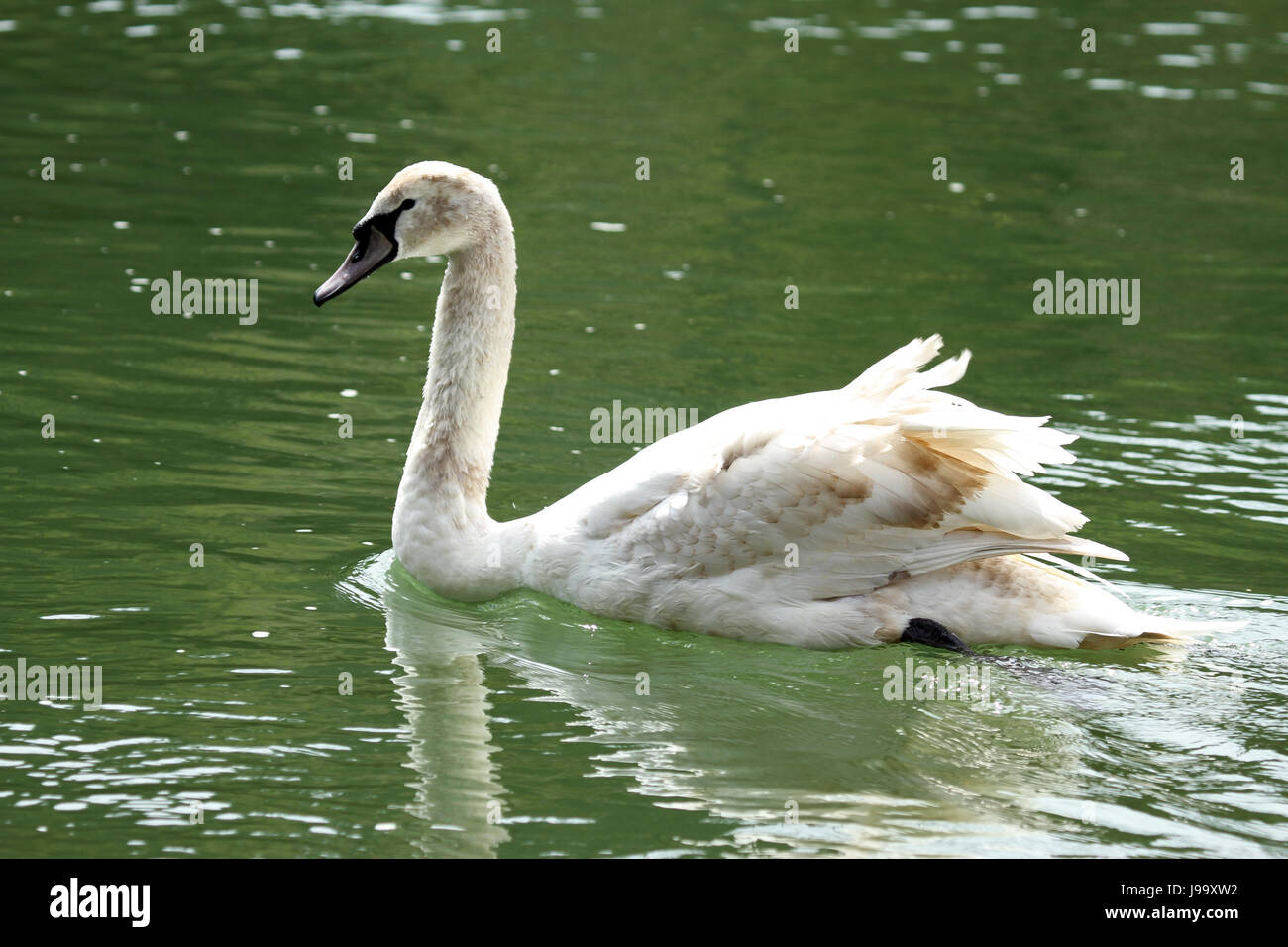 mute swan in backlight Stock Photo - Alamy