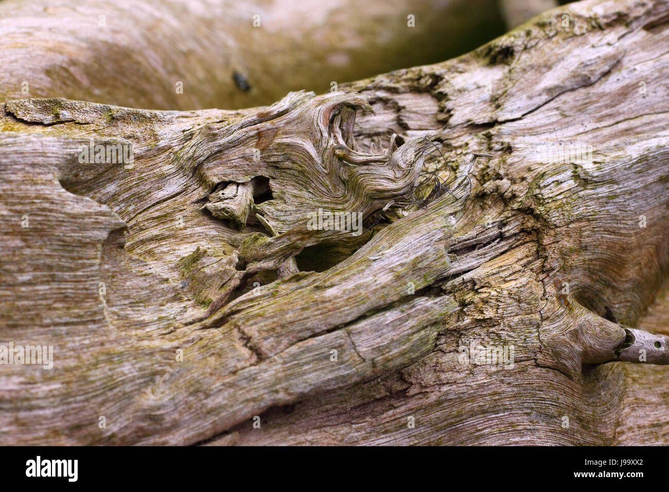 tree, wood, dry, dried up, barren, habitat, wreck, torn, nature, tree ...