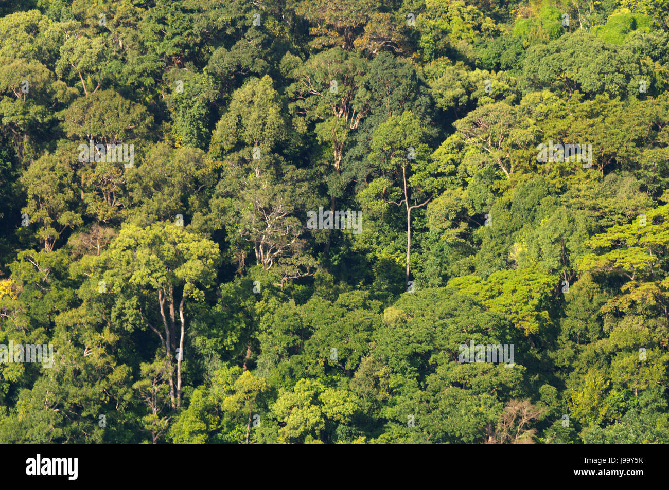 tree, jungle, rainforest, rain forest, forest, tropics, plant, nature ...