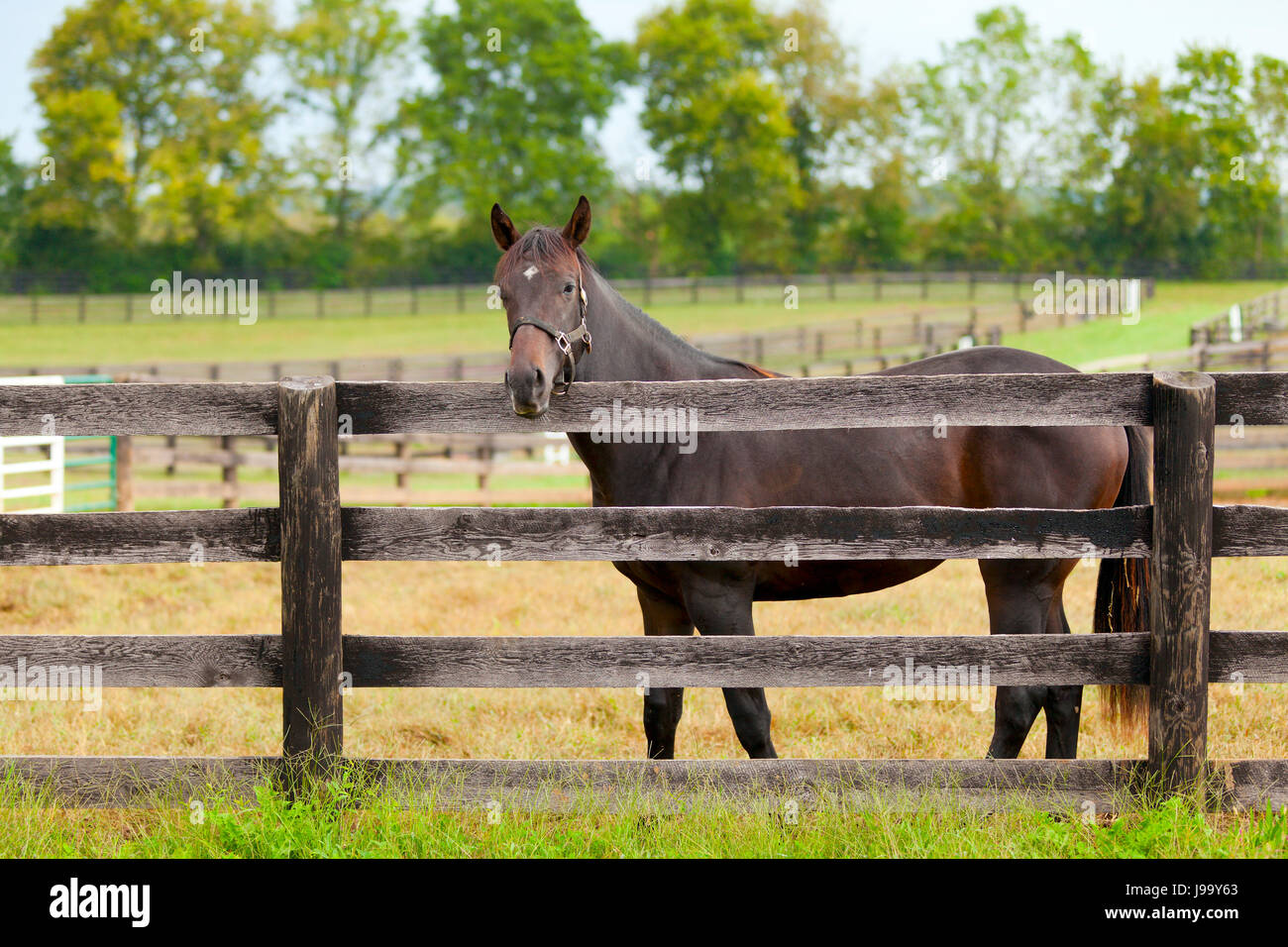 horse, animal, farm, ranch, homey, domestic, rural, peasant, fence ...