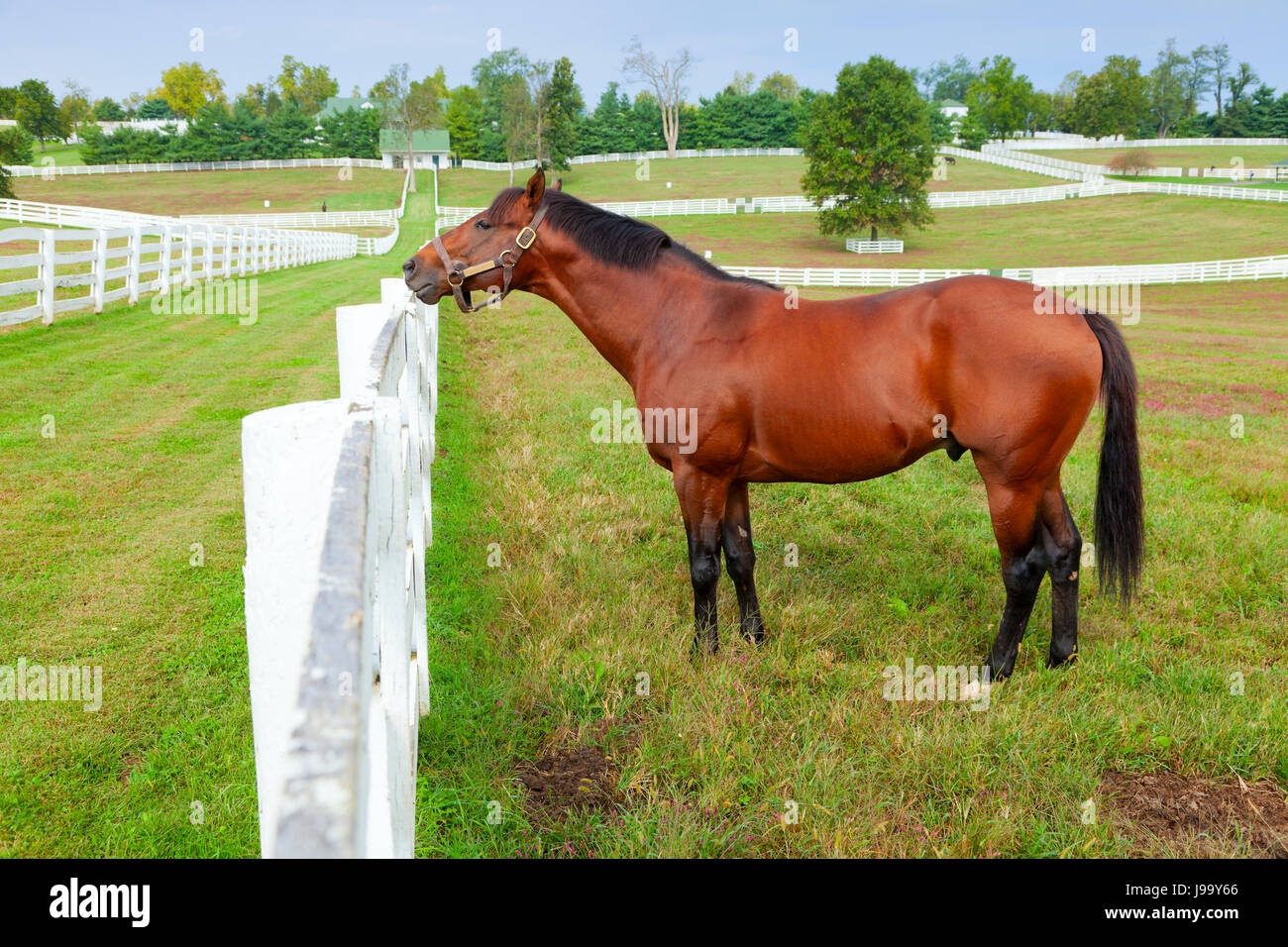 horse, animal, farm, ranch, homey, domestic, rural, peasant, fence ...