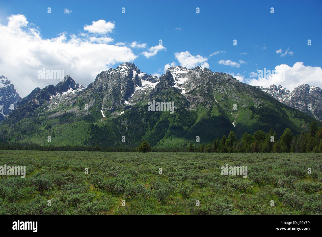 tree, cloud, conifer forest, mountain range, snow, mountain, forest ...