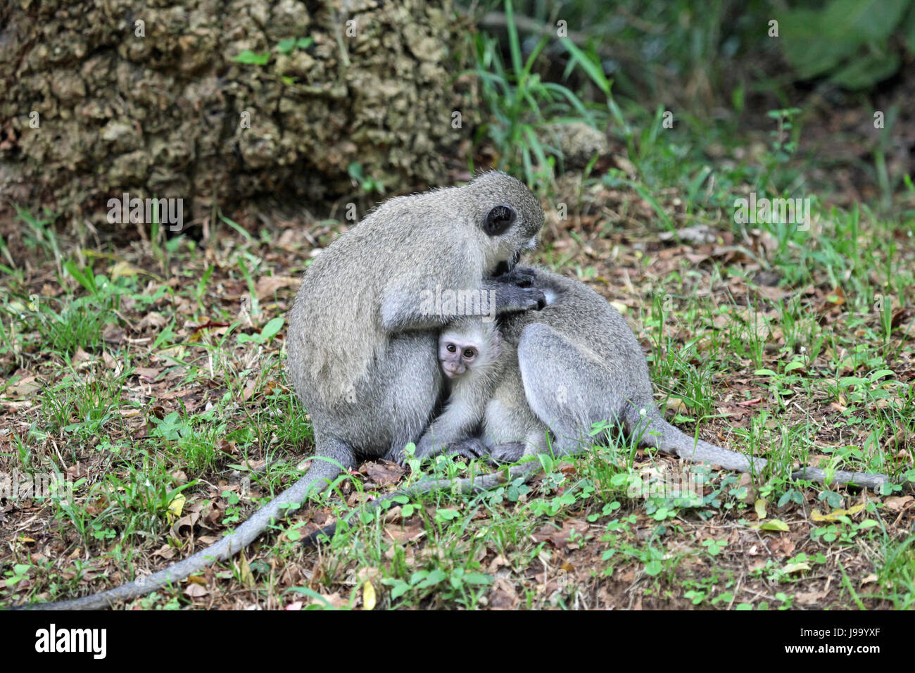 monkey, south africa, cub, baby, doting love, familiy, family, monkey ...
