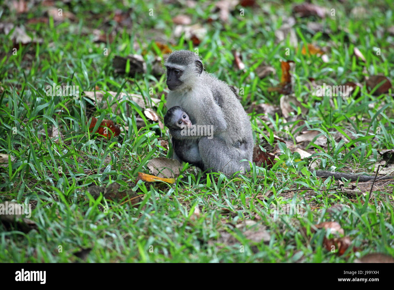 monkey, south africa, cub, baby, doting love, familiy, family, monkey ...