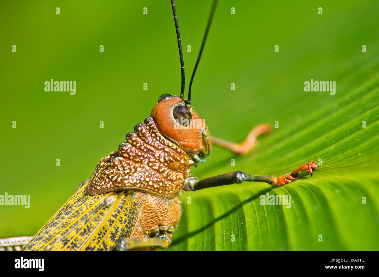 insect, central america, grasshopper, page, sheet, rainforest, rain ...