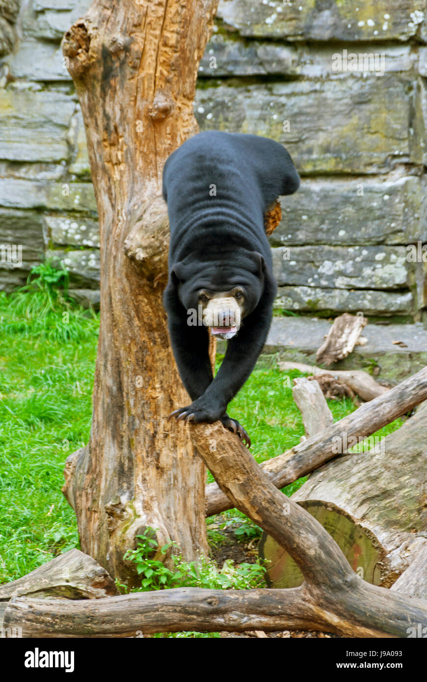 tree, animal, mammal, bear, asia, black, swarthy, jetblack, deep black ...